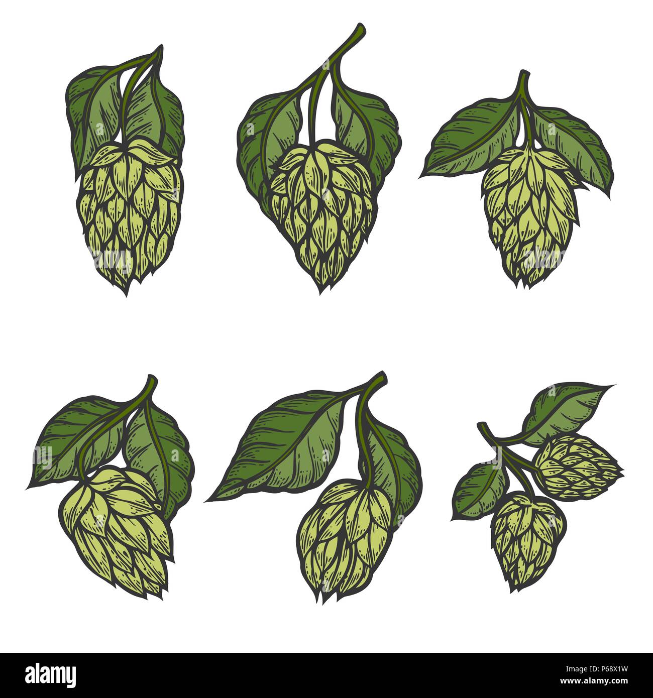 Vintage designs set with hops and leaves. Hop hand drawn in artistic ...