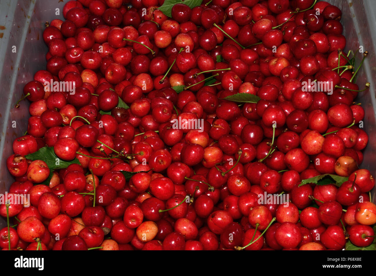 Bunch of sweet red cherries Stock Photo - Alamy