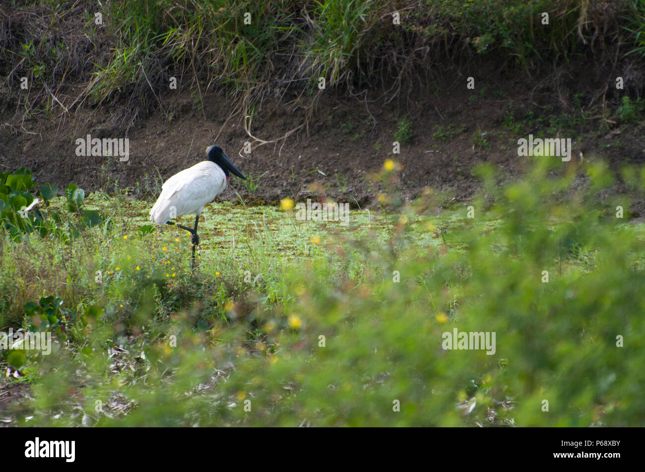Beautiful bird Tuiuiu or Jabiru (Jabiru mycteria) in the Brazilian ...