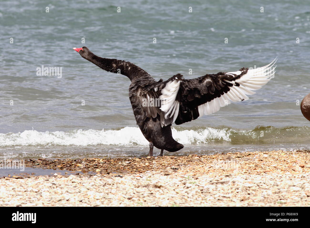 Australian Native Water Bird High Resolution Stock Photography and ...