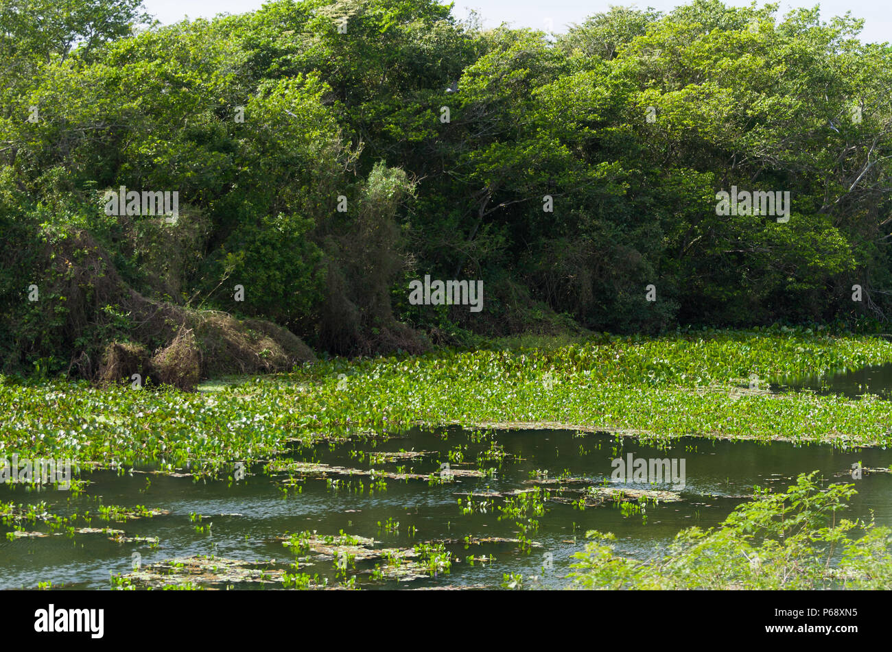 Beautiful image of the Brazilian wetland, region rich in fauna and ...