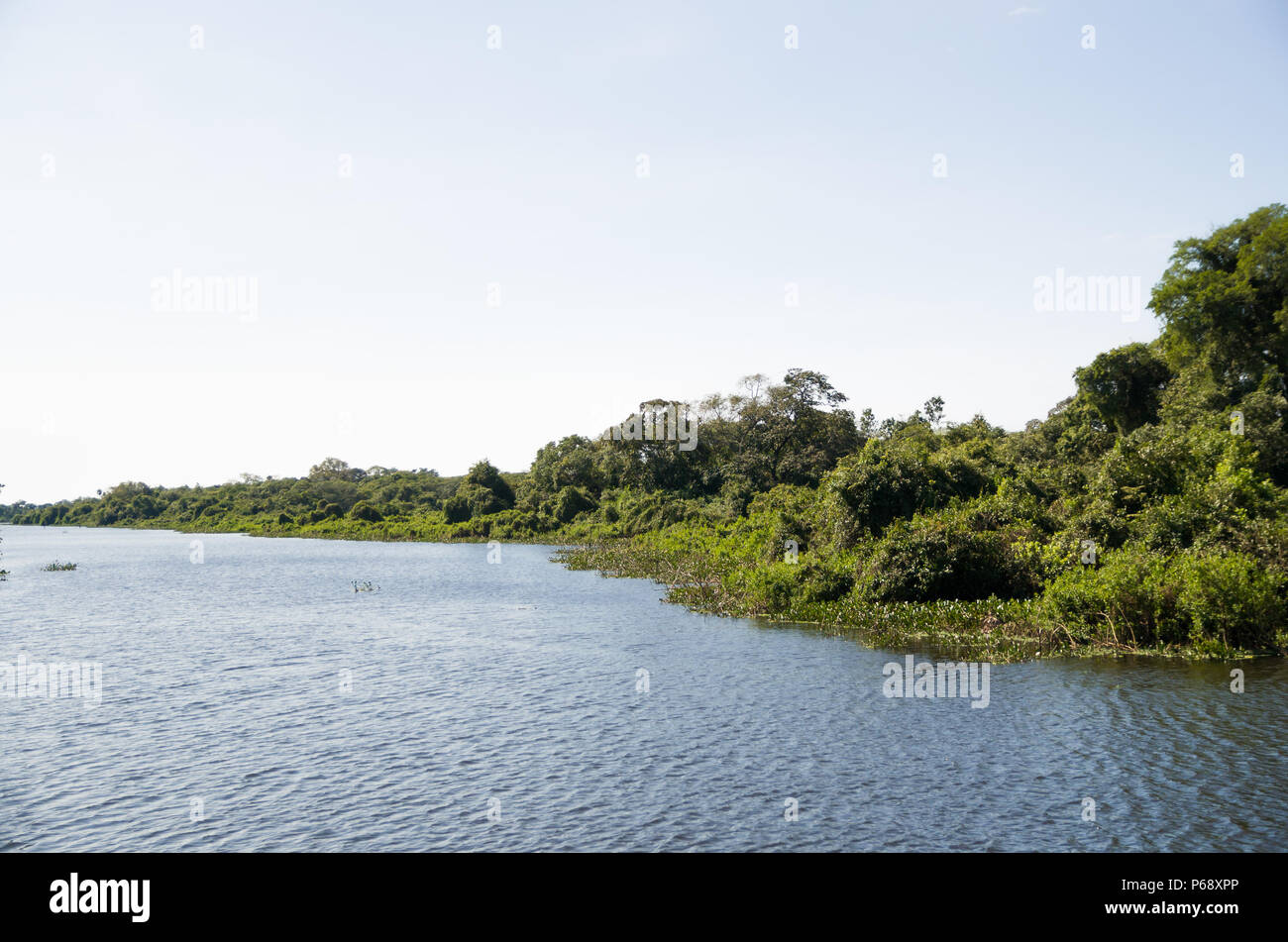 Beautiful image of the Brazilian wetland, region rich in fauna and ...