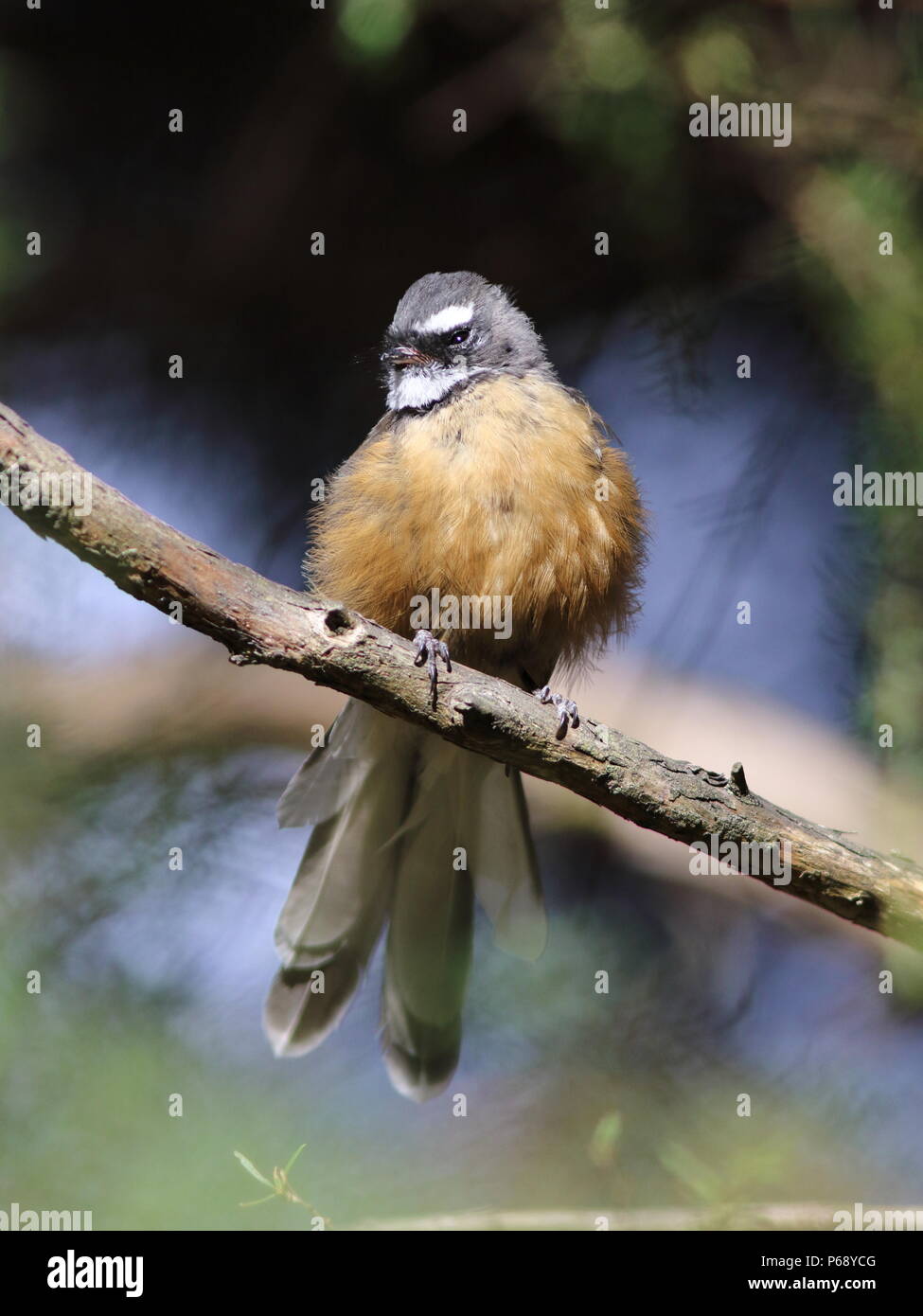 New zealand fantail bird hi-res stock photography and images - Alamy