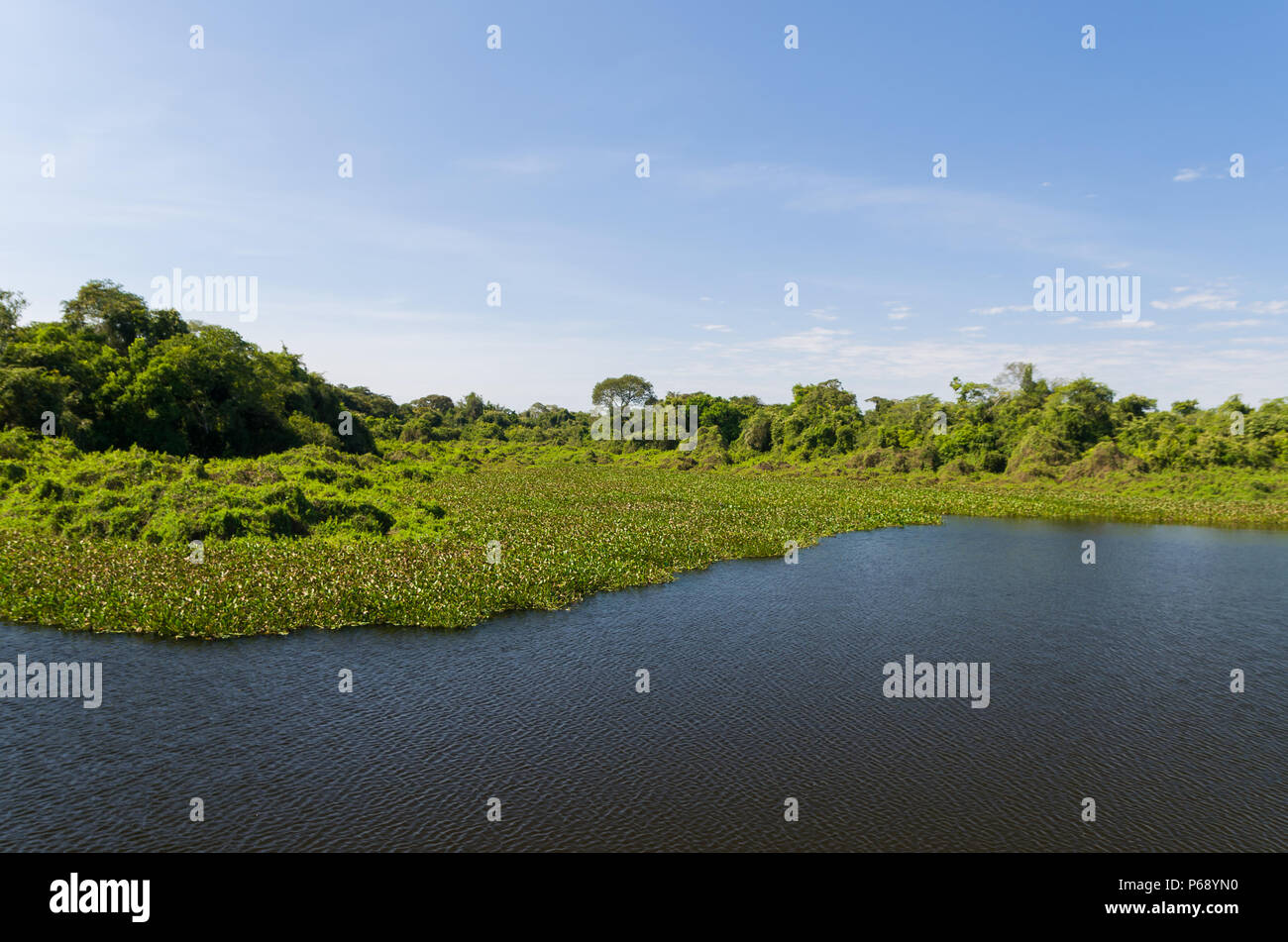 Beautiful image of the Brazilian wetland, region rich in fauna and ...