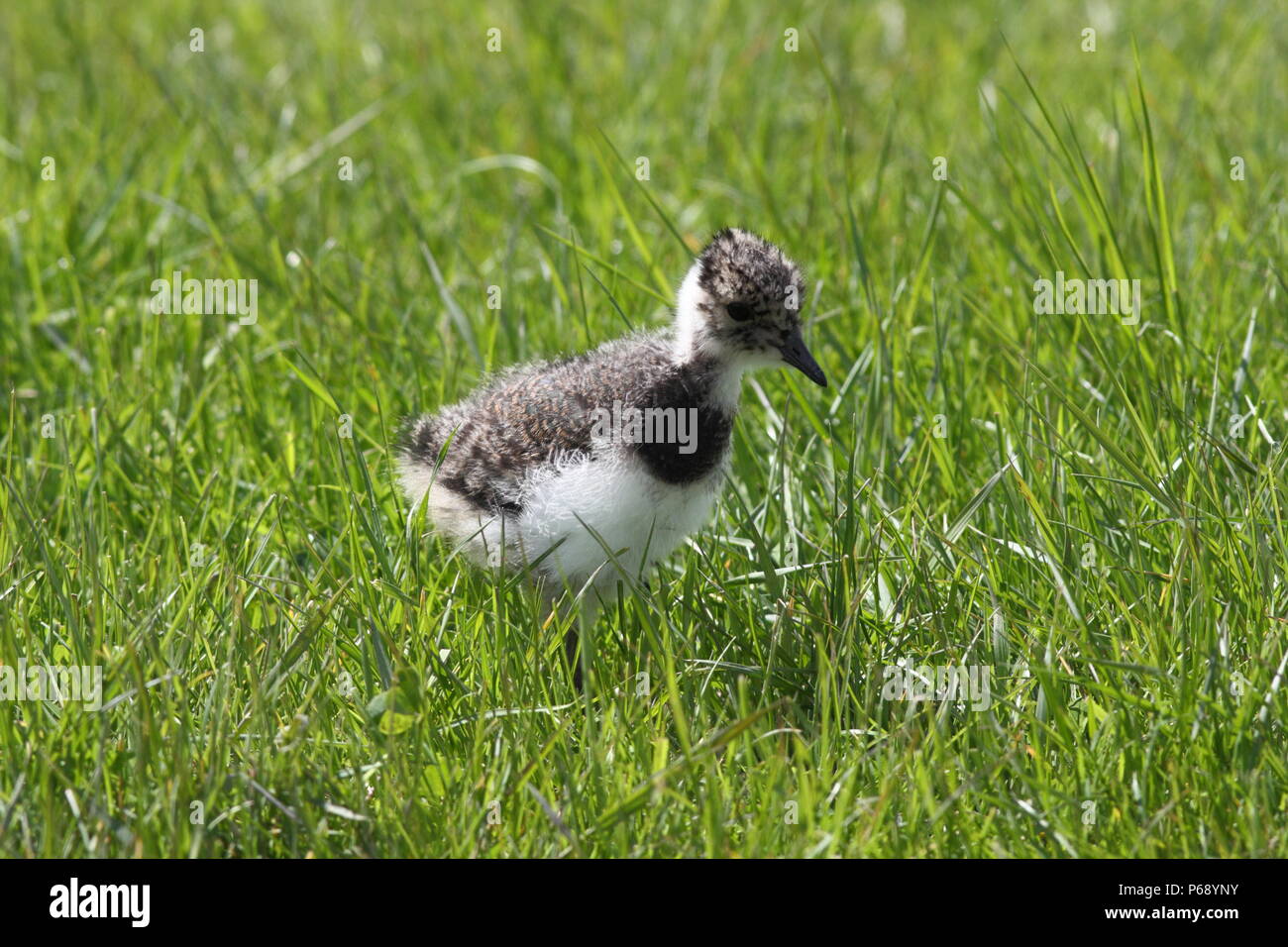 Baby plover hi-res stock photography and images - Alamy