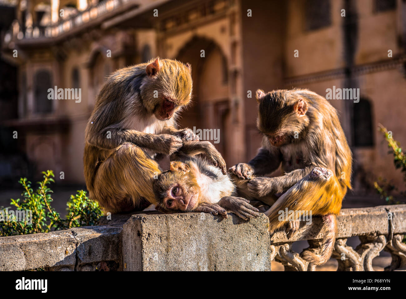INDIA RAJASTHAN Jaipur. Monkeys at Galta Temple complex Stock Photo - Alamy