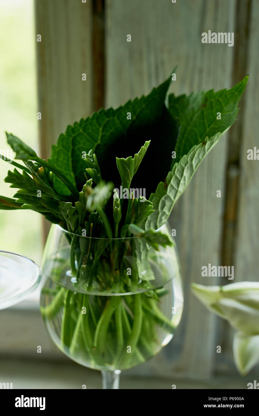 Minimalism, greens in a transparent glass glass glass.Decor Stock Photo ...