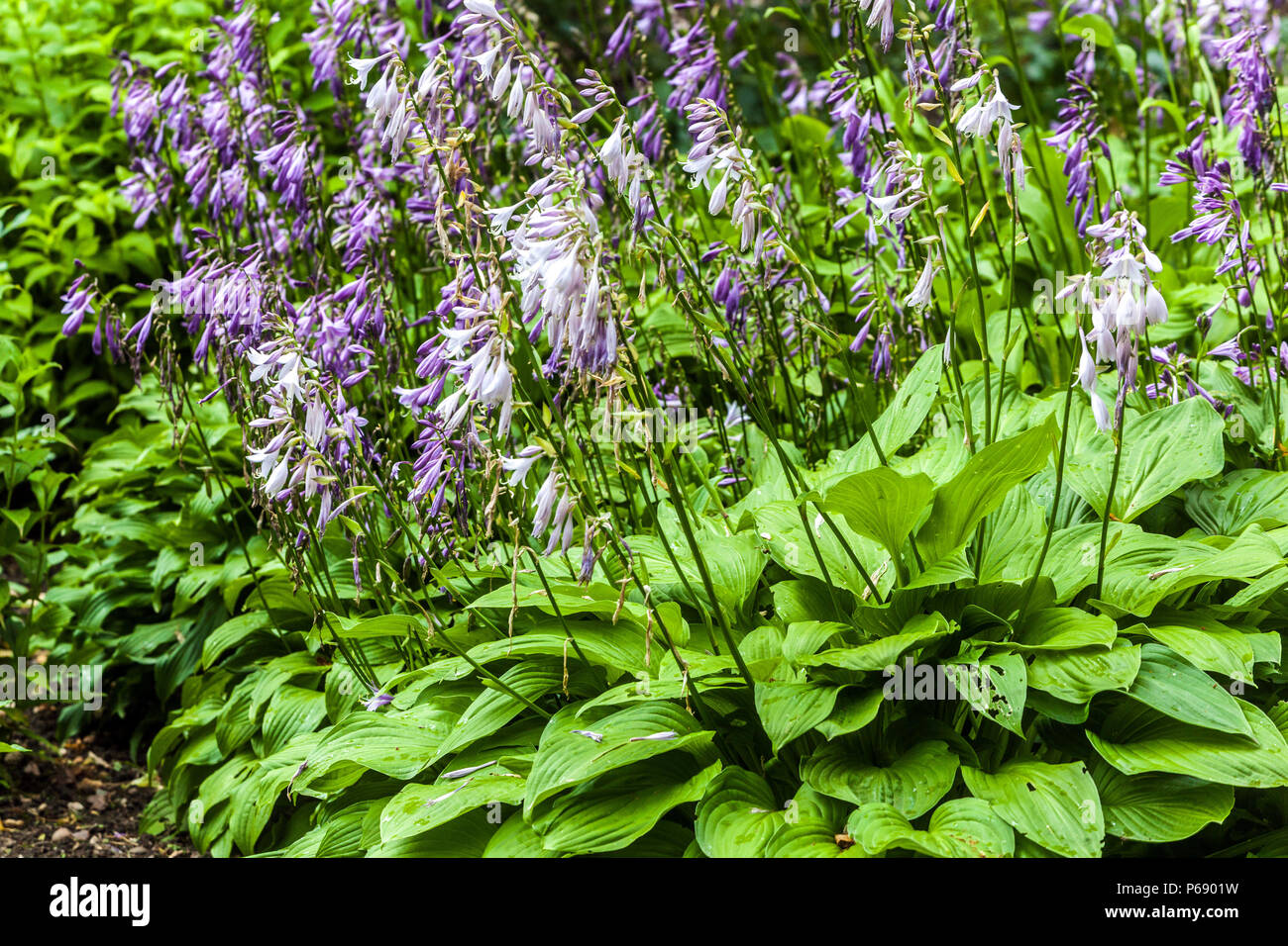 Hosta flowering, border garden shade parts Stock Photo - Alamy
