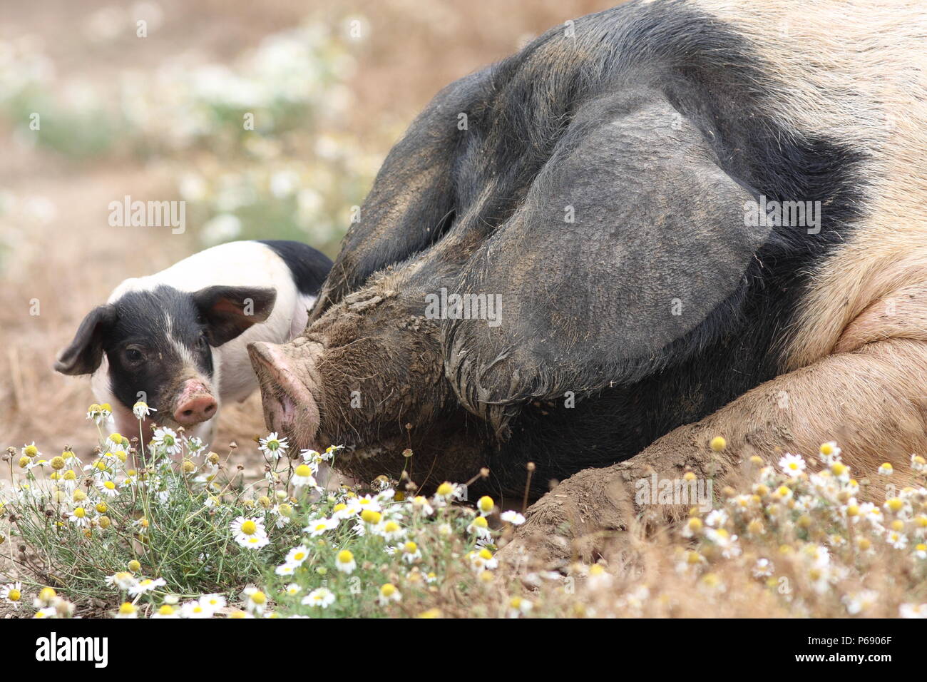 Rearing pigs hi-res stock photography and images - Alamy