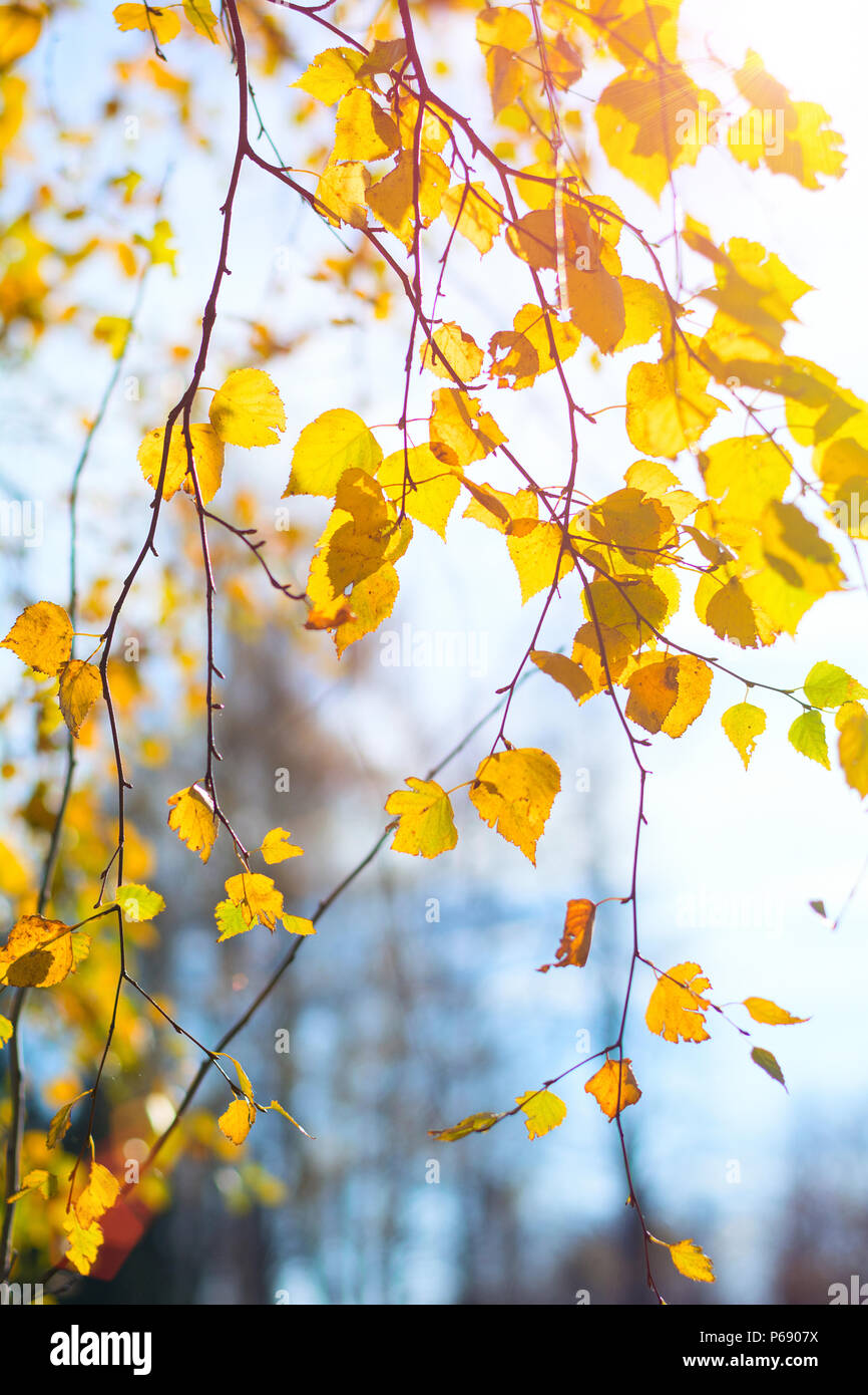 Yellow birch leaves on blue sky background. Autumn fall Stock Photo - Alamy