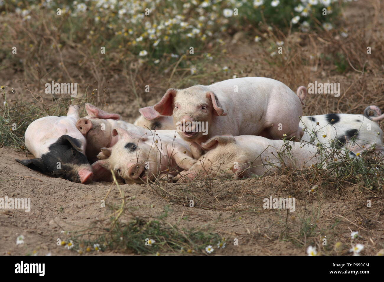 Old Spot Cross Pigs High Resolution Stock Photography and Images - Alamy