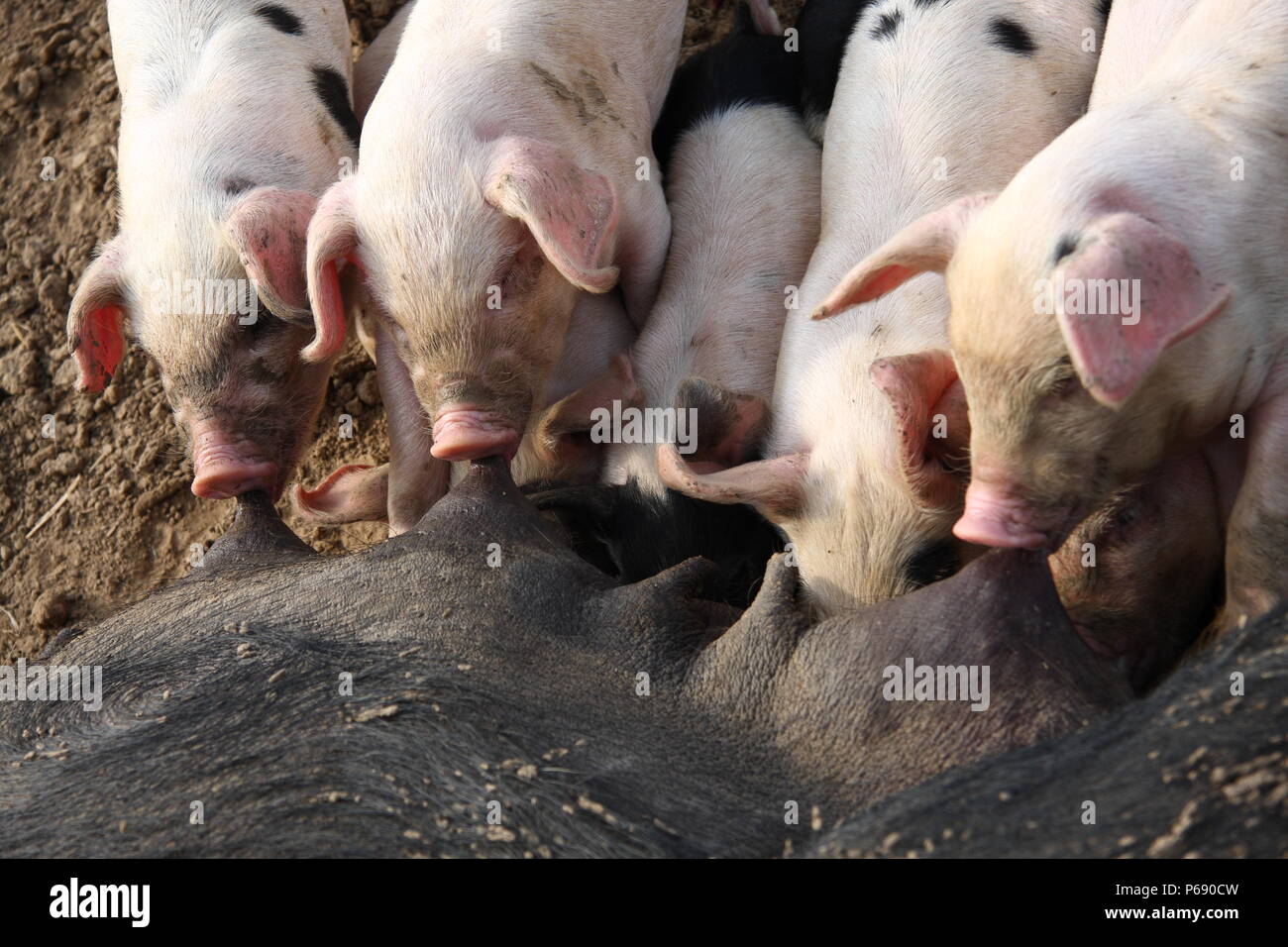 Piglets On Teat High Resolution Stock Photography and Images - Alamy
