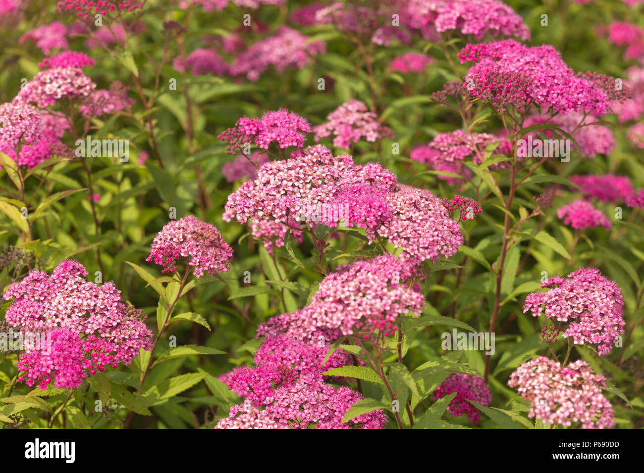 Patagonian vervain hi-res stock photography and images - Alamy