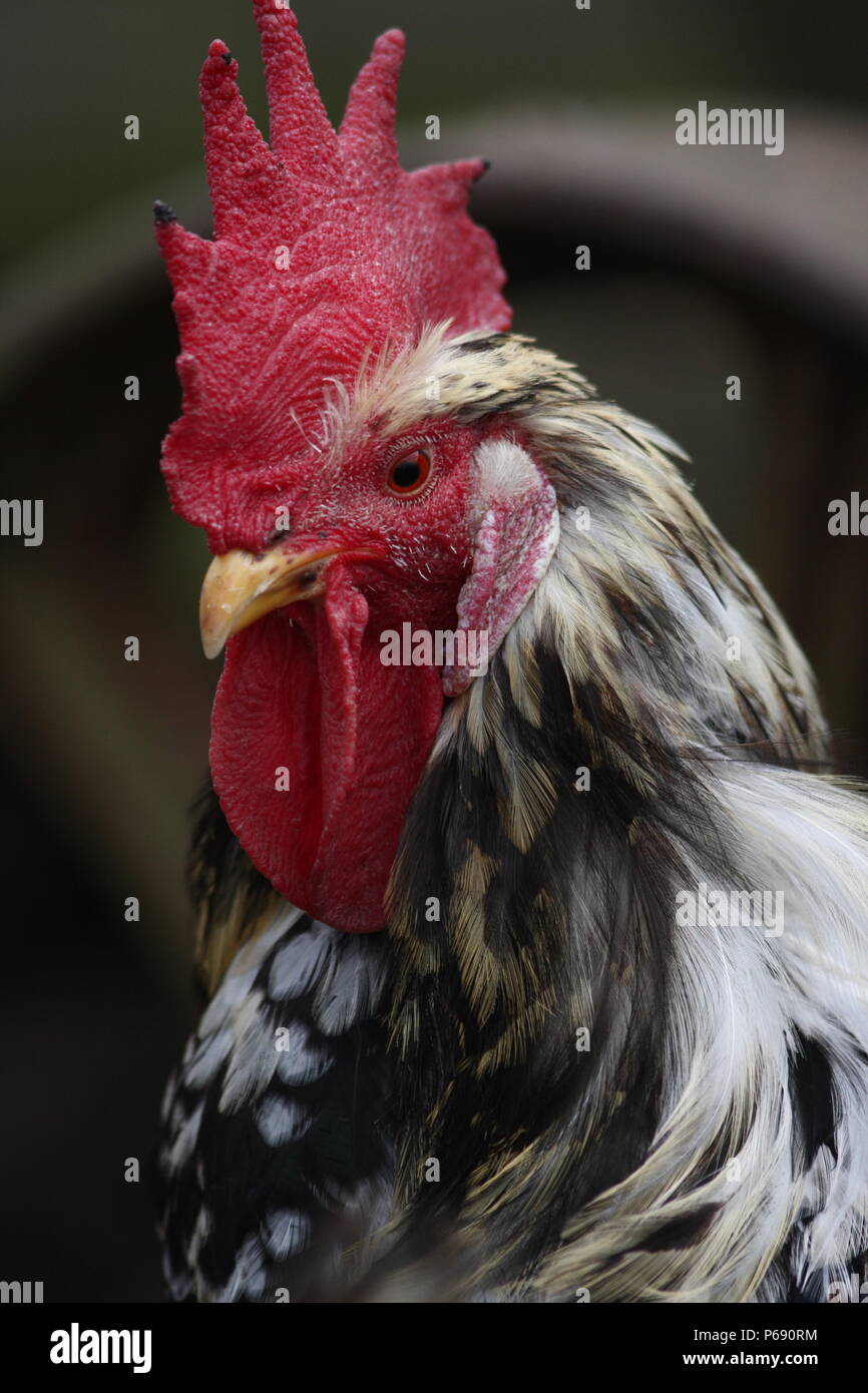 Black cockerel hi-res stock photography and images - Alamy