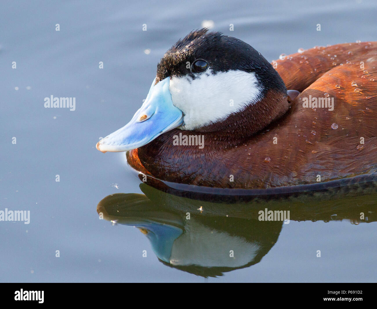 Male duck mating plumage hi-res stock photography and images - Alamy