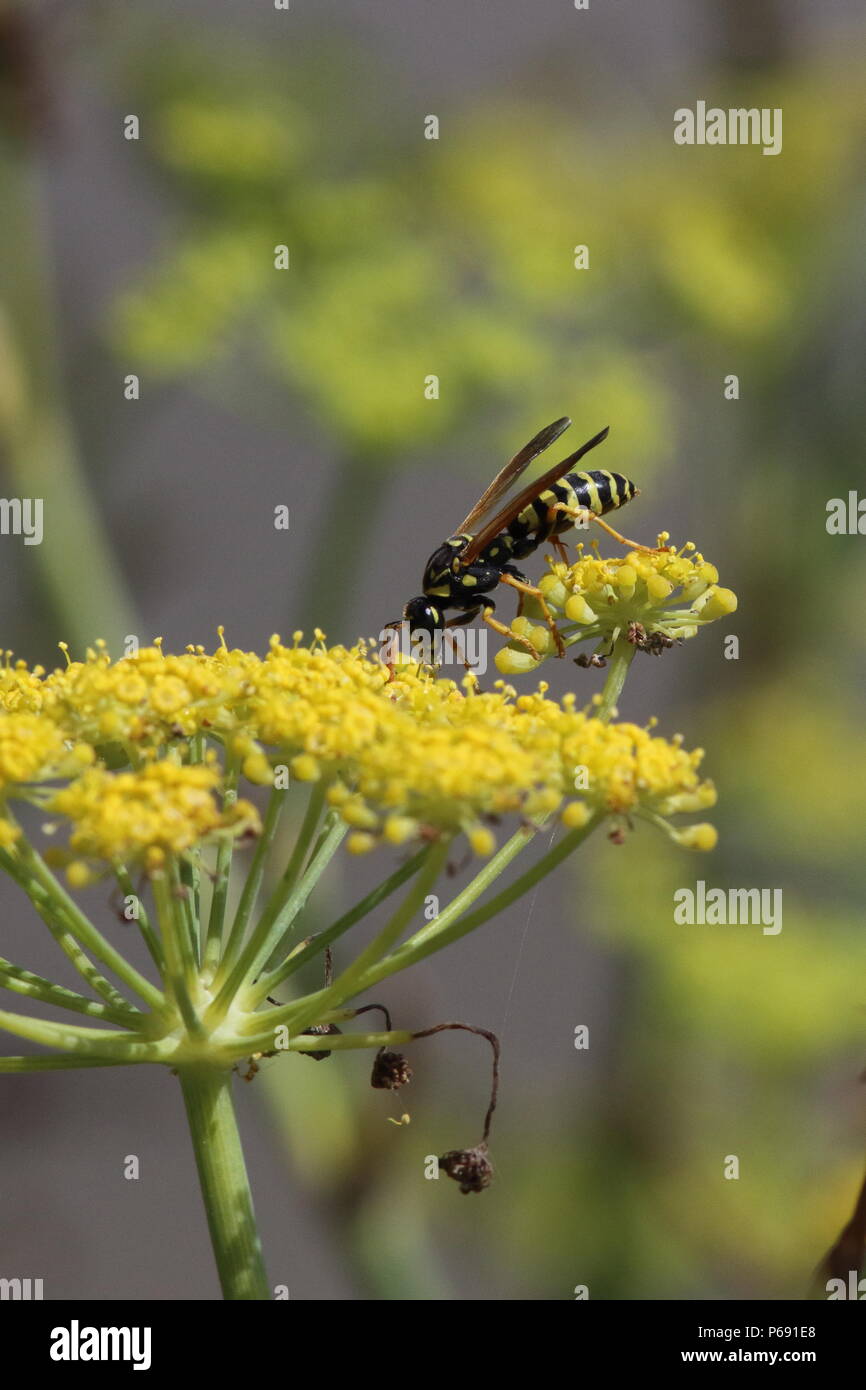 Asian paper wasp nz hi-res stock photography and images - Alamy