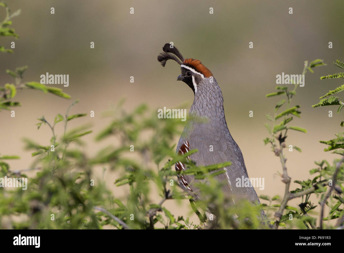 Gambels quail hi-res stock photography and images - Alamy