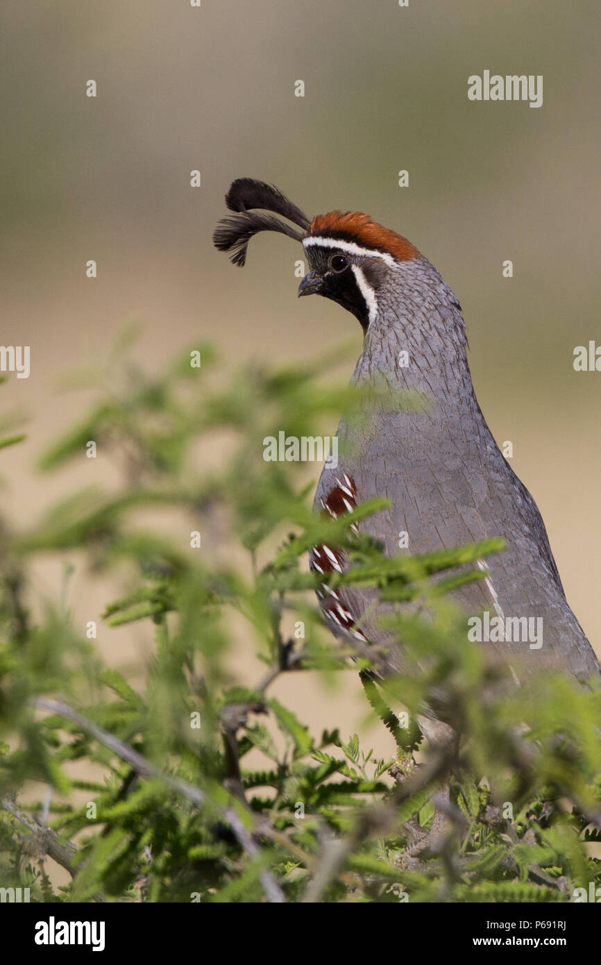 A male Gambel's quail in a mesquite and sporting a double top knot ...
