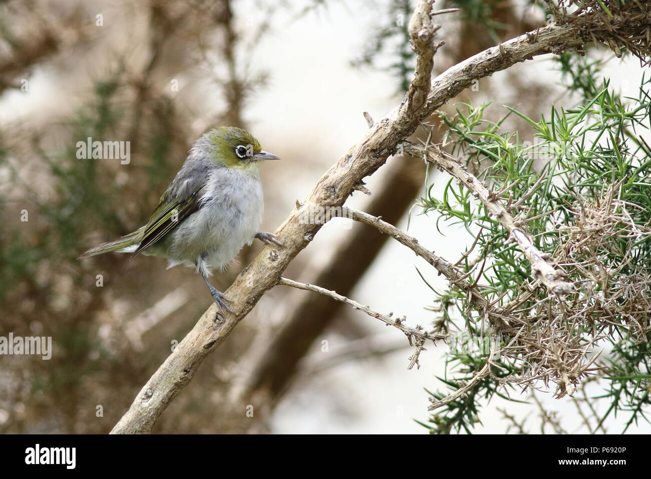 Australian silvereye bird hi-res stock photography and images - Alamy