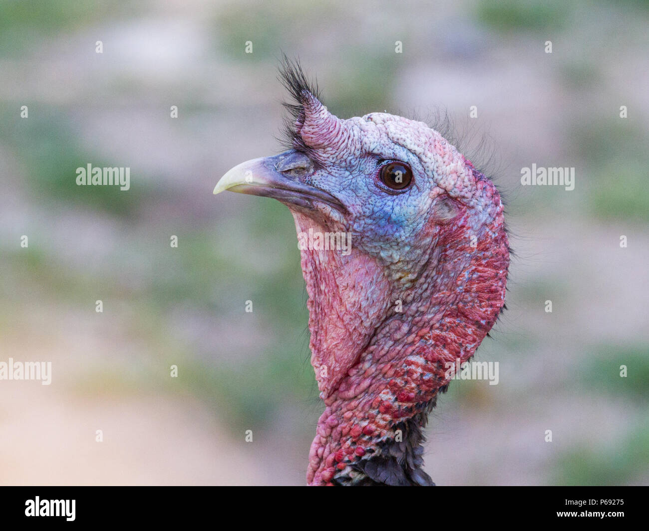 A close-up of a wild turkey gobbler showing a contracted snood Stock ...