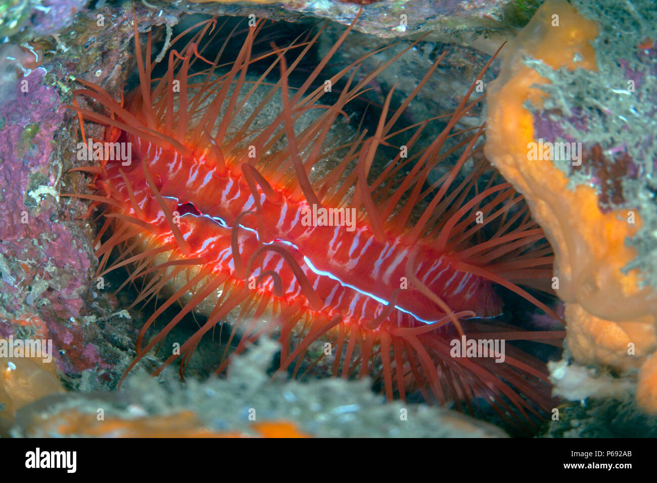 Ctenoides ale hi-res stock photography and images - Alamy