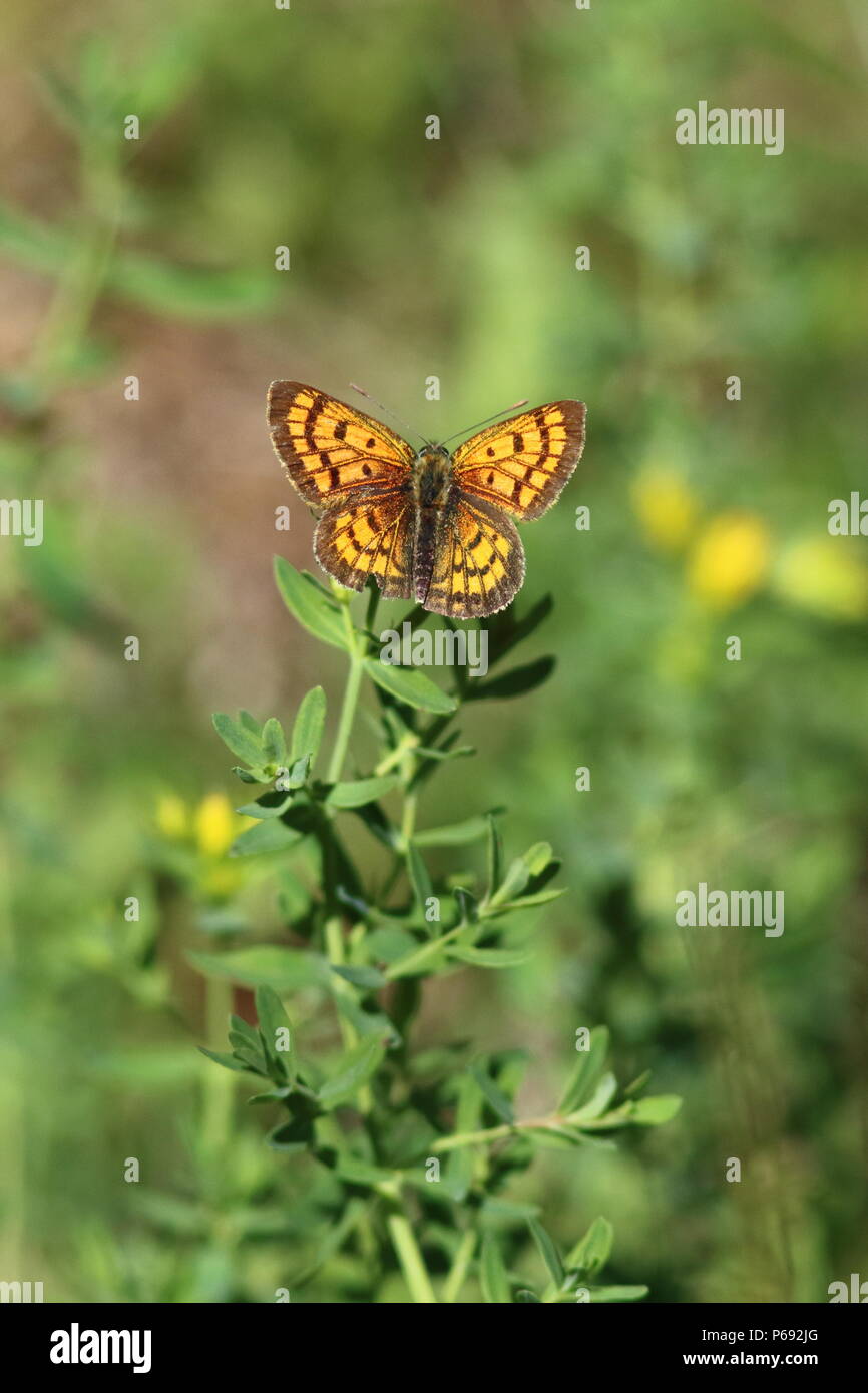 Common copper new zealand hi-res stock photography and images - Alamy