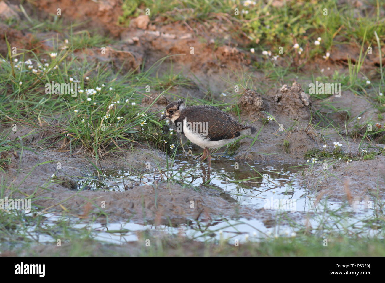 Baby Lapwing High Resolution Stock Photography and Images - Alamy