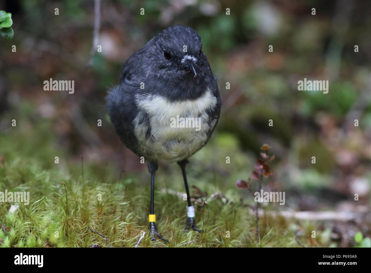 Bird robin face hi-res stock photography and images - Alamy