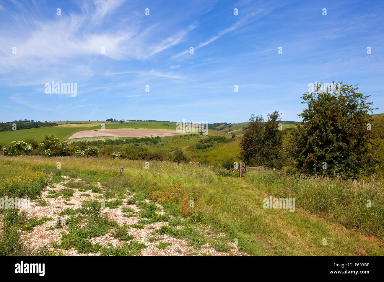 beautiful English farming countryside with wildflowers trees and ...