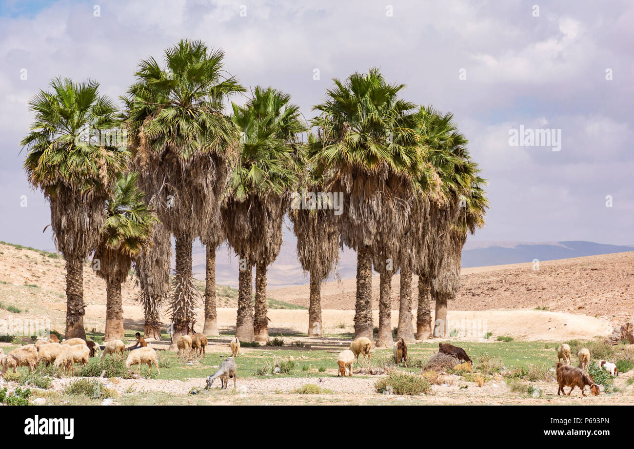 Oasis agriculture palm hi-res stock photography and images - Alamy