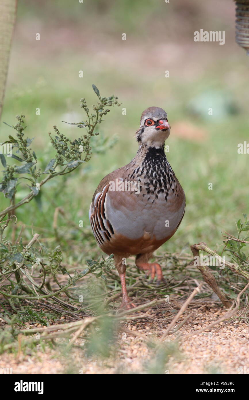 Game Bird Stock Photos & Game Bird Stock Images - Alamy