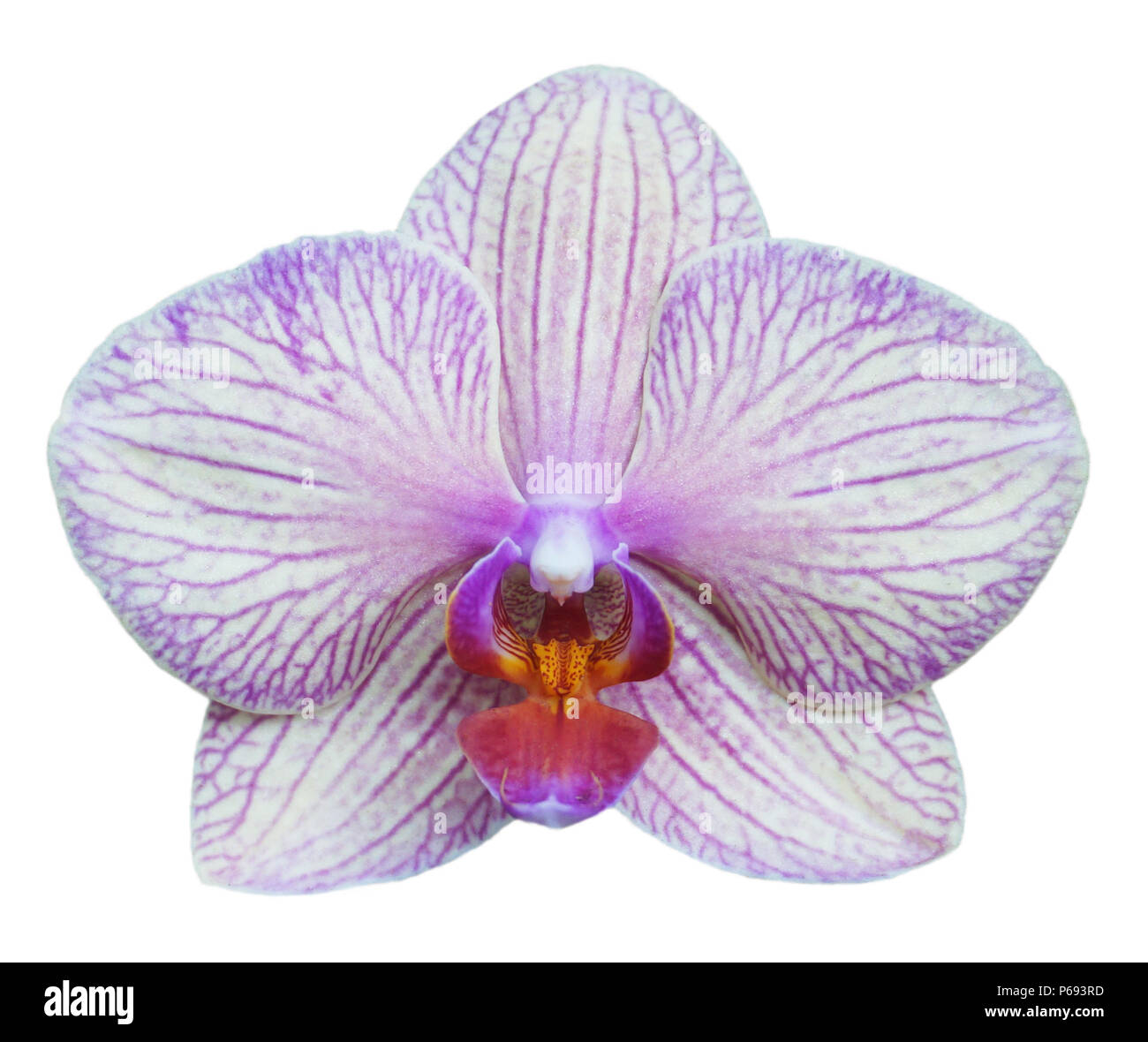 White pink veins hi-res stock photography and images - Alamy