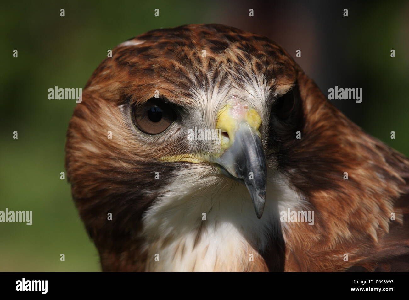 American red tailed hawk hi-res stock photography and images - Alamy