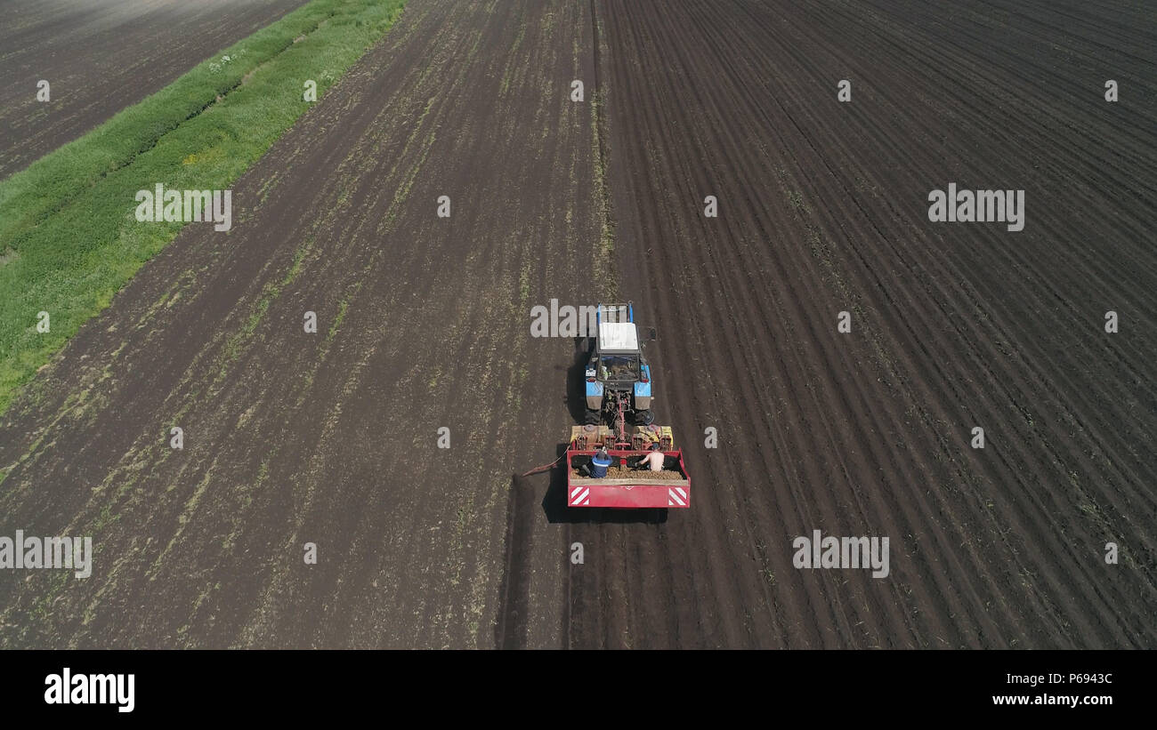 Farm machinery harvesting potatoes. Farmer field with a potato crop ...