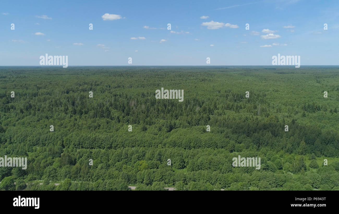 Aerial flight over pine tree hi-res stock photography and images - Alamy