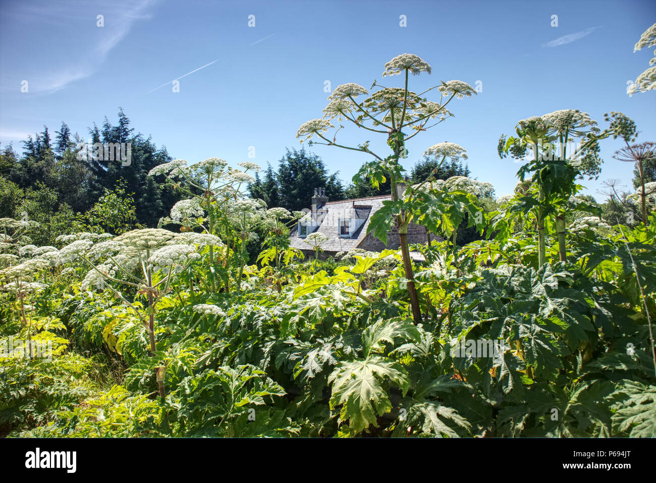 Tall yarrow hi-res stock photography and images - Alamy