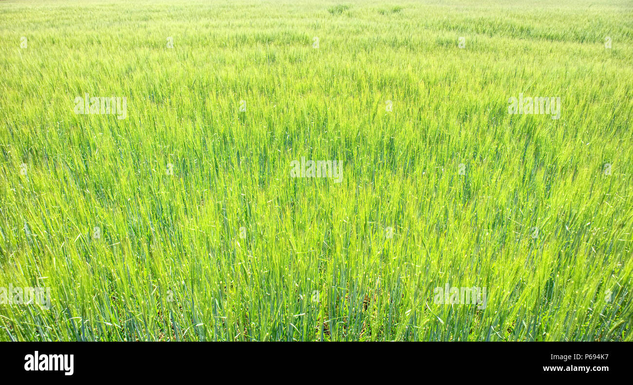 Planet earth and wheat hi-res stock photography and images - Alamy