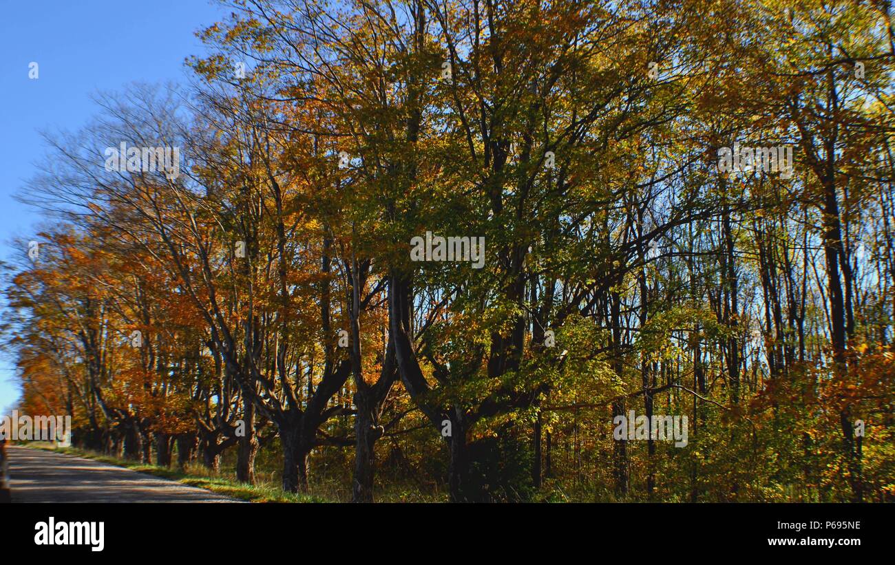 row of trees Stock Photo - Alamy