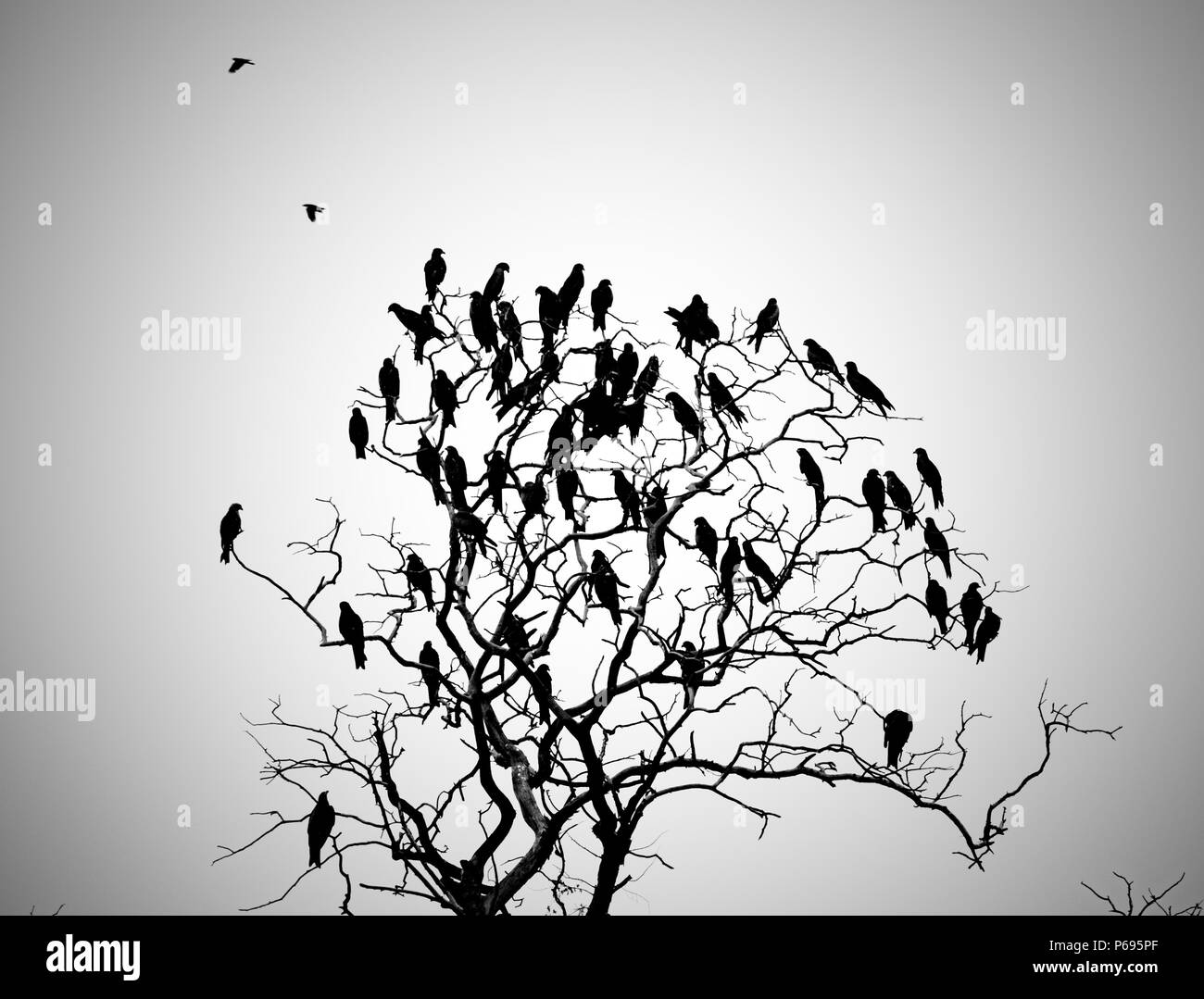 Crow sunset Black and White Stock Photos & Images - Alamy