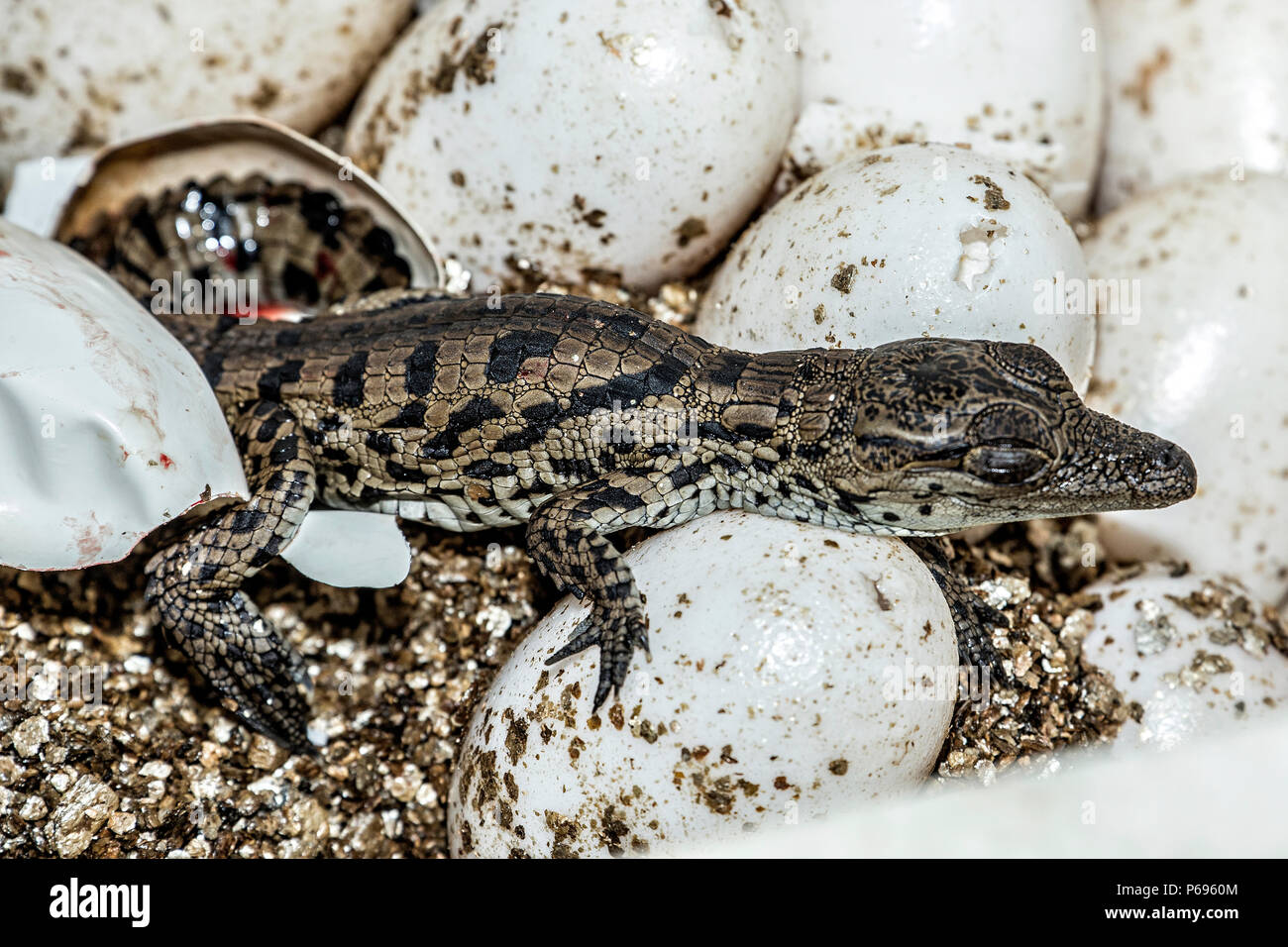 Baby Nile Crocodile - Crocodylus Niloticus - very tired hatchling newly ...