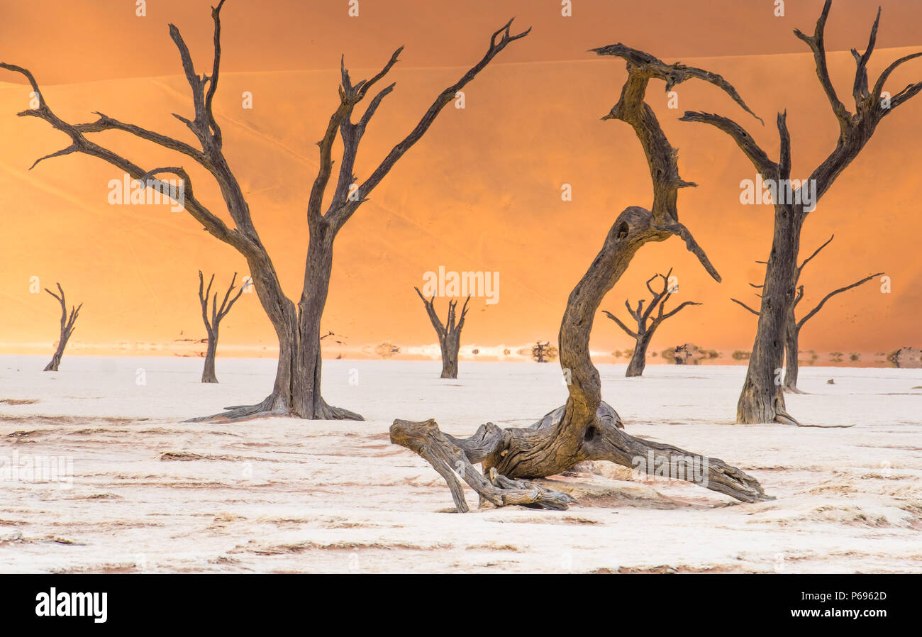 Deadvlei (dead marsh)i, a white clay pan in the Namib-Naukluft Park in ...