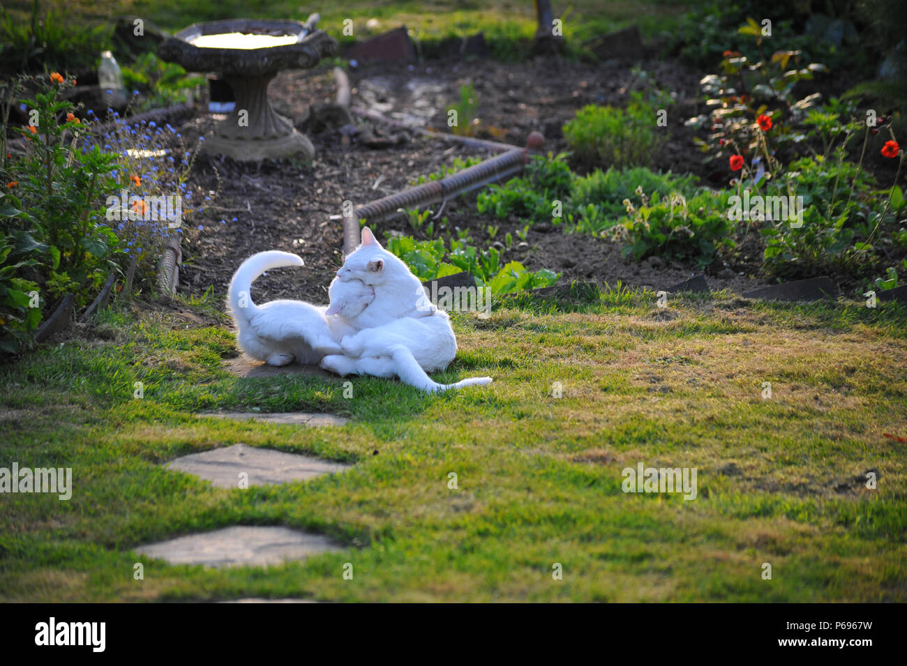 White cats fighting Stock Photo - Alamy