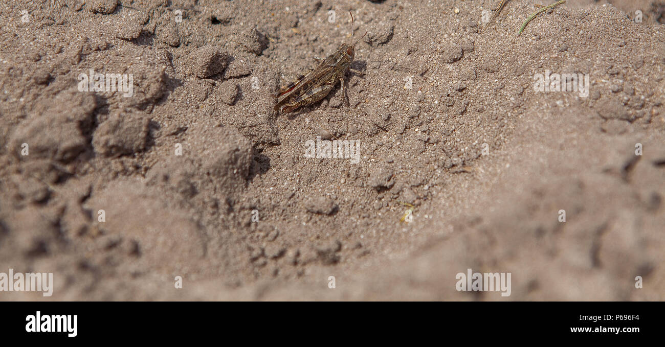 Close-up portrait of grey Woodland Grasshopper on ground. This ...