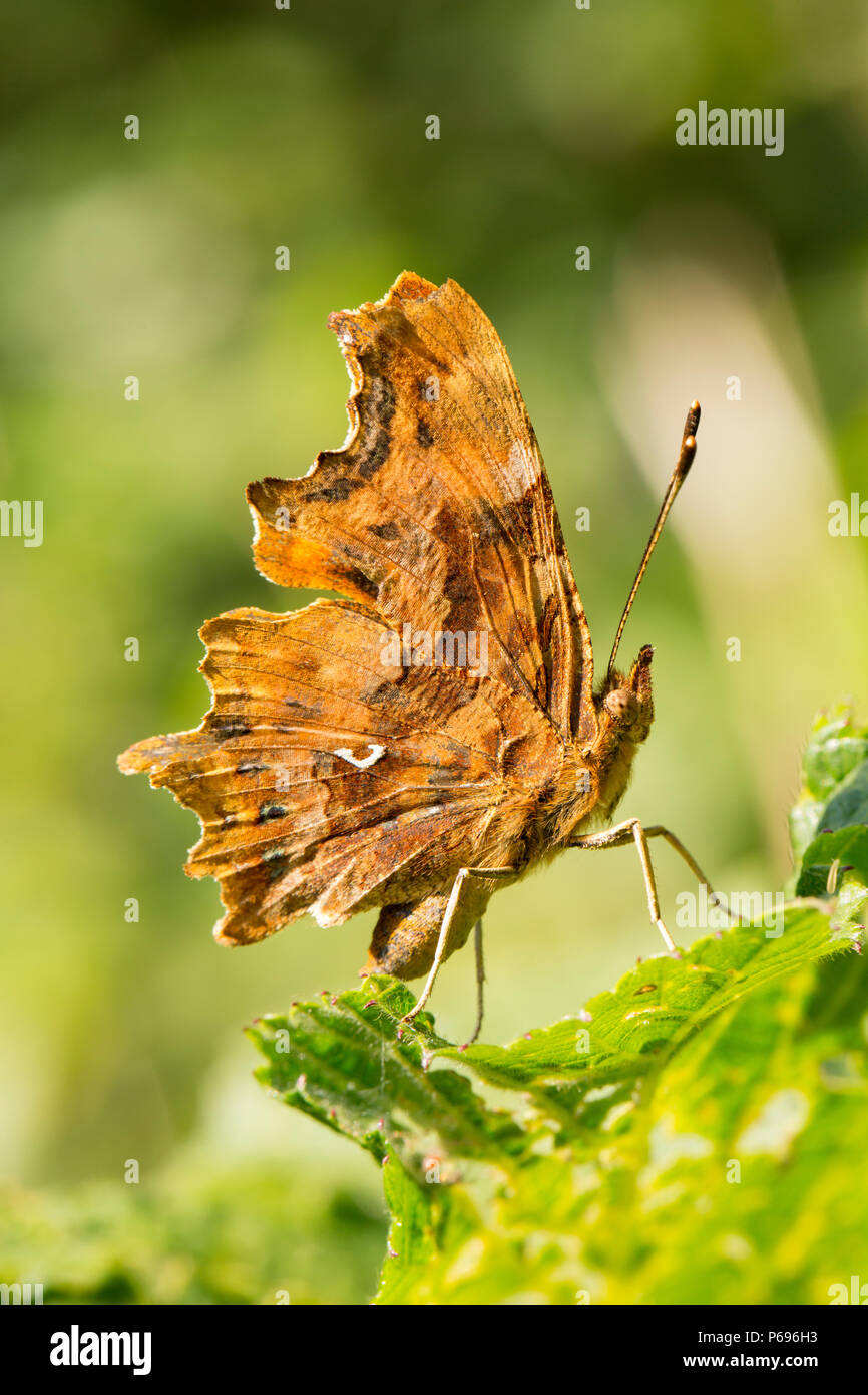 Butterfly closed wings hi-res stock photography and images - Alamy