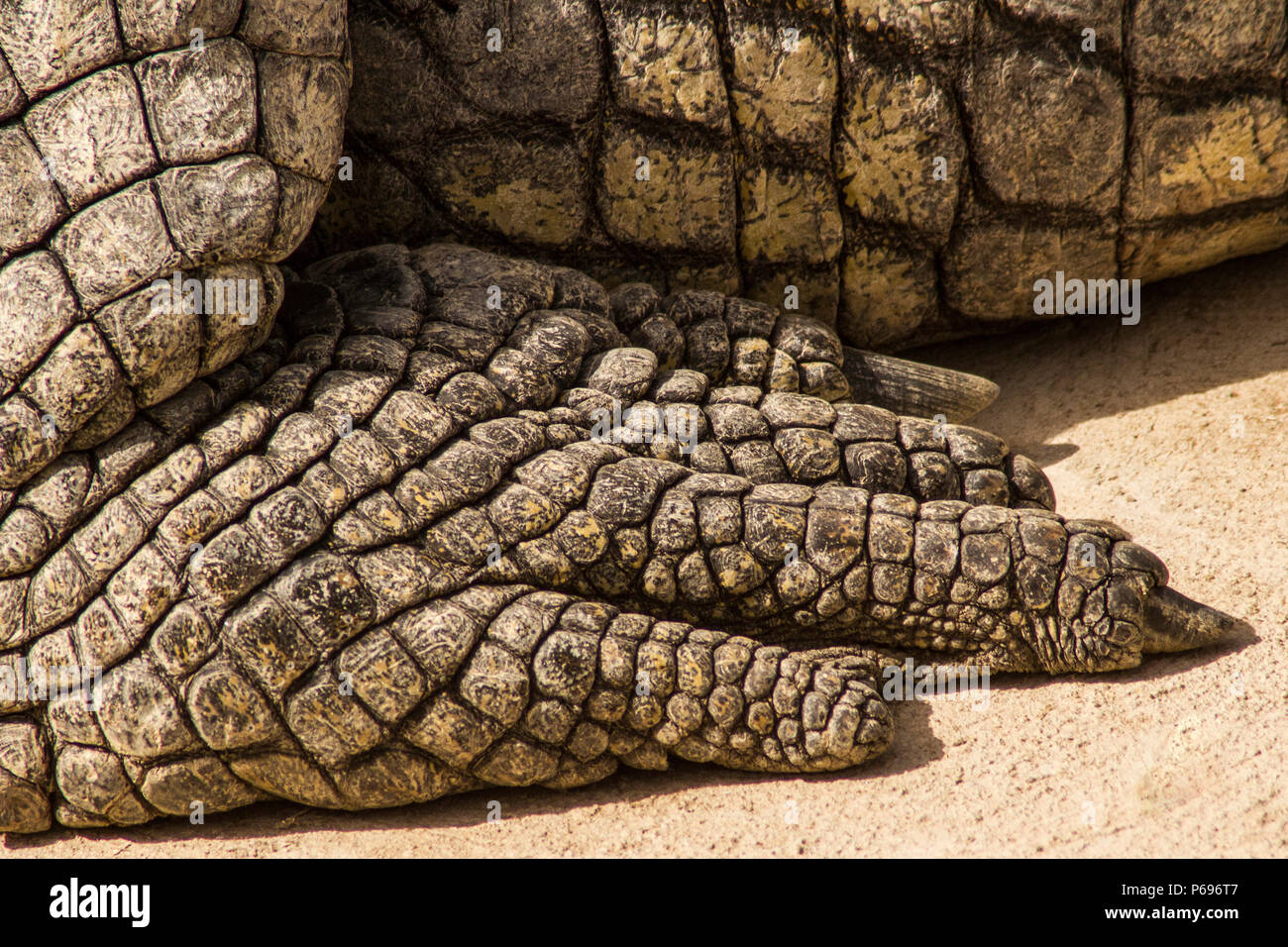 Crocodile leg hi-res stock photography and images - Alamy