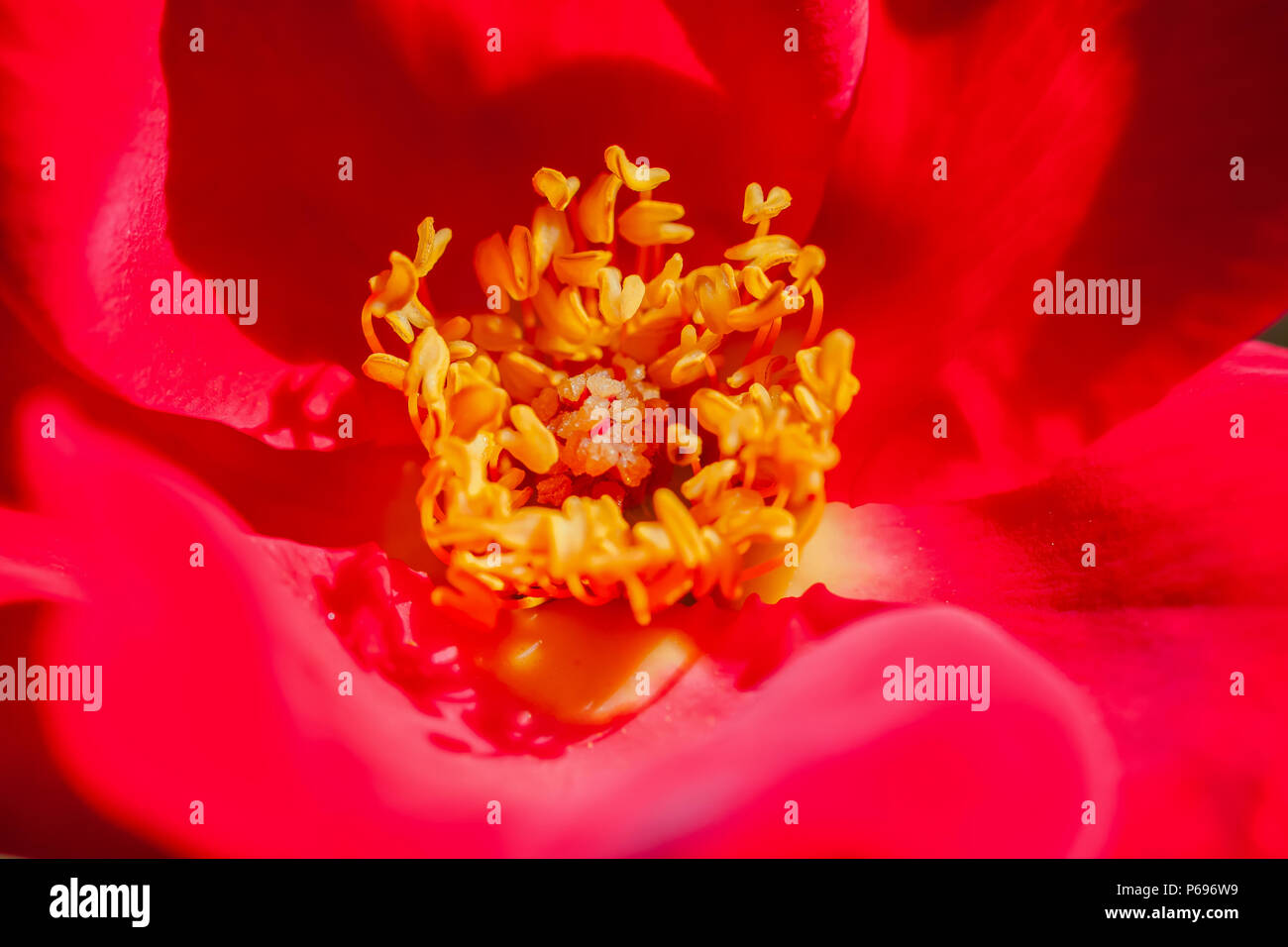 Run for the roses hi-res stock photography and images - Alamy