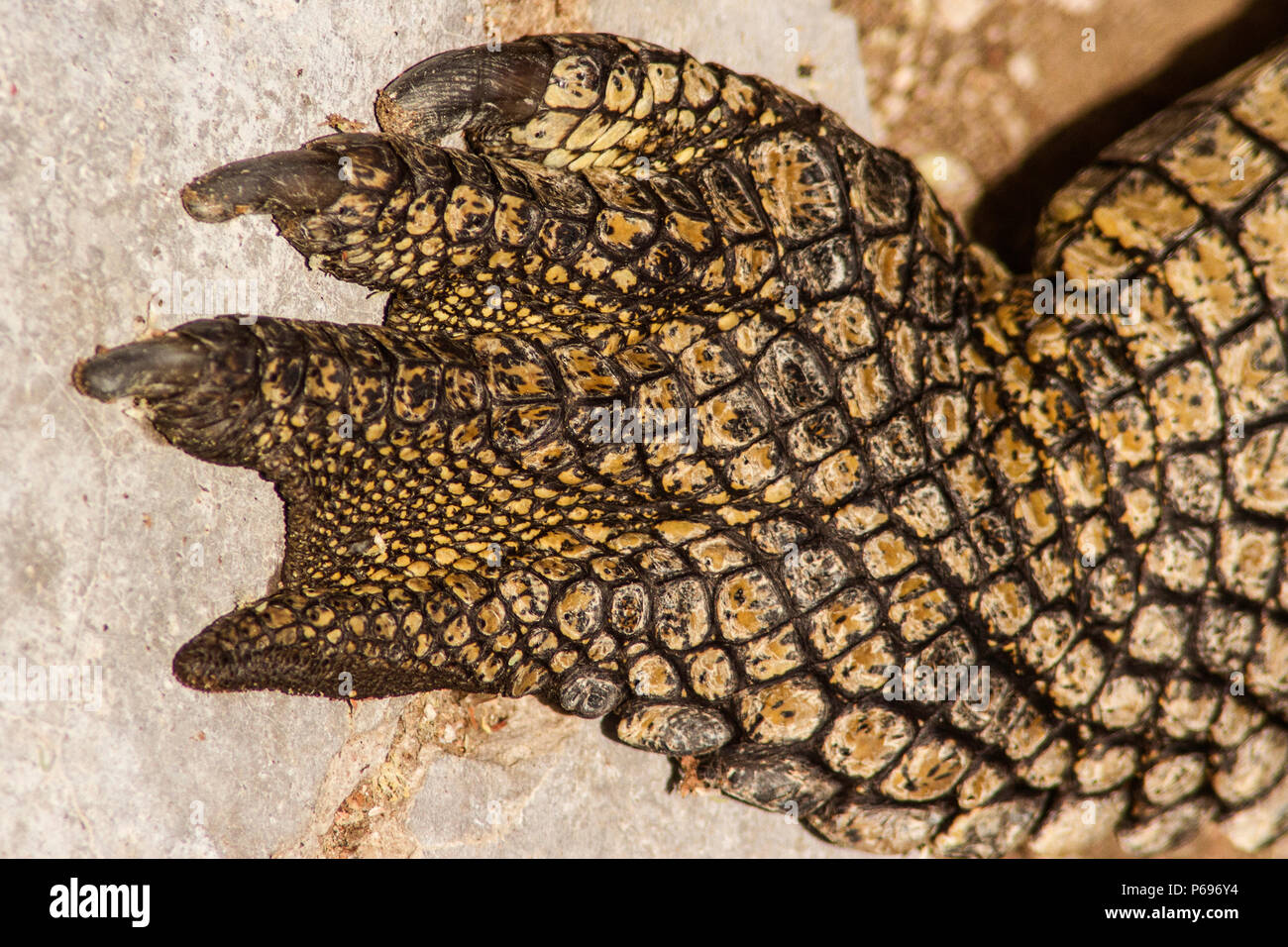 Crocodile leg hi-res stock photography and images - Alamy