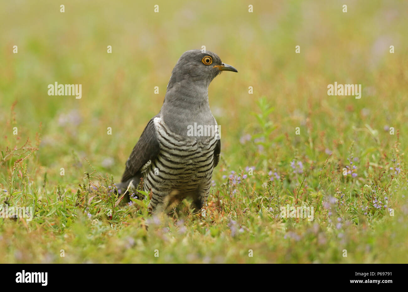 Moor moorland bird british cuckoo hi-res stock photography and images ...