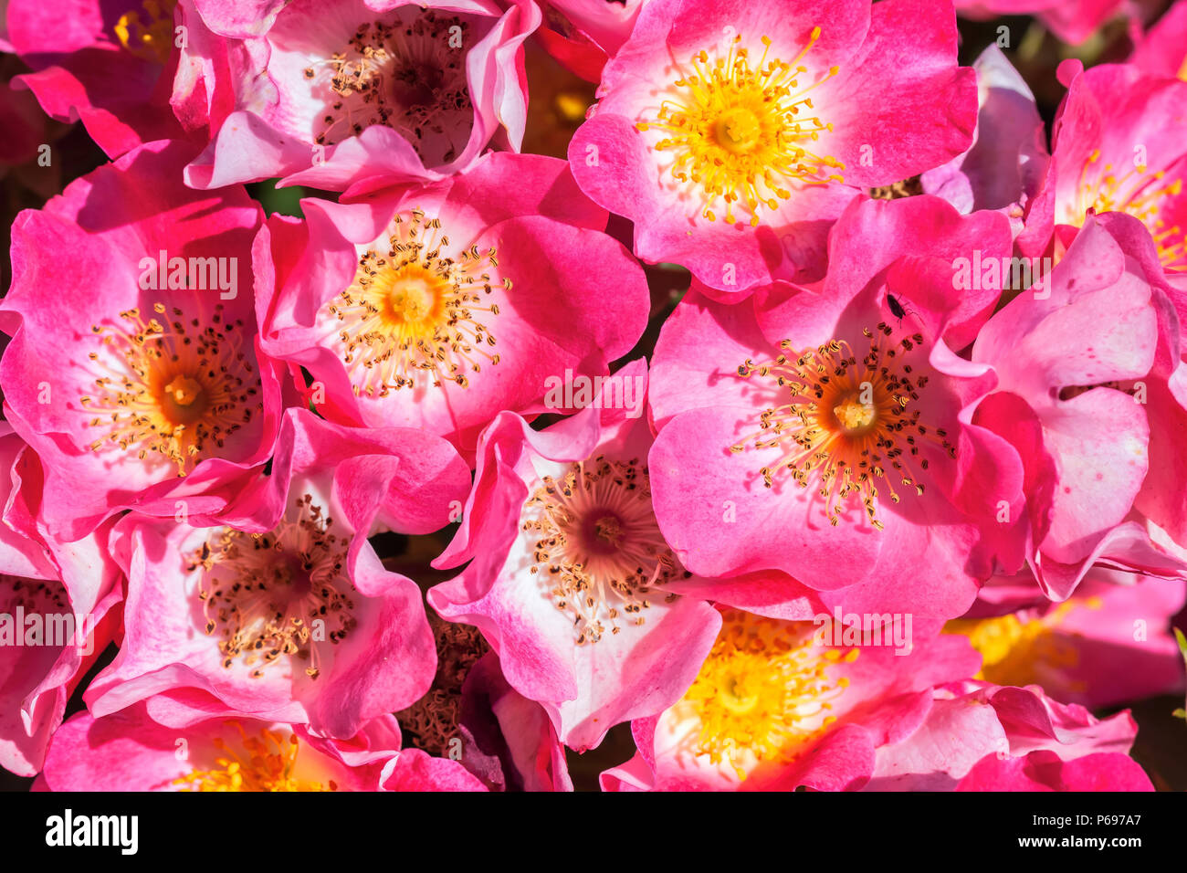 Carefree Spirit roses Stock Photo - Alamy