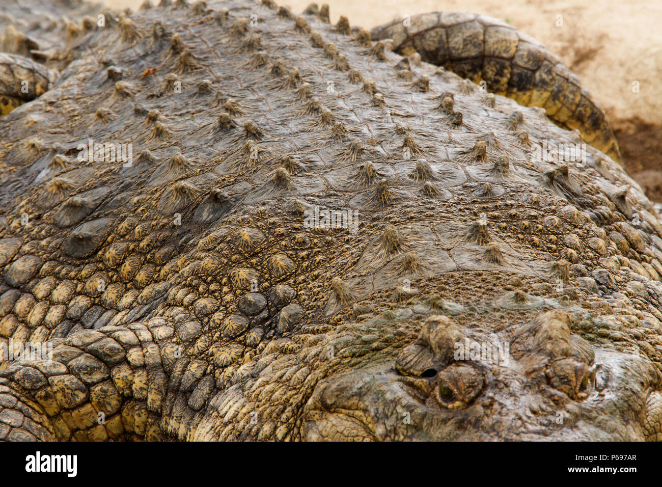 Back of the animal hi-res stock photography and images - Alamy